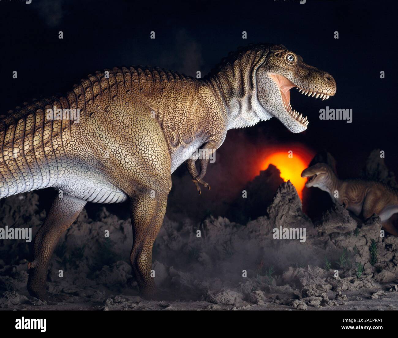 Tyrannosaurus rex model. This carnivorous dinosaur lived during the Upper Cretaceous period, 67 ...