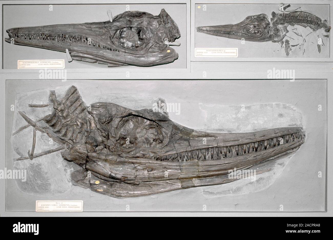 Ichthyosaurus communis. Fossilised specimen of the extinct marine ...