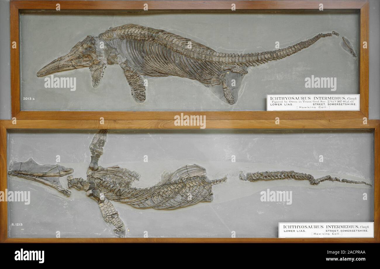 Ichthyosaurus intermedius. Fossil specimens of the extinct marine ...