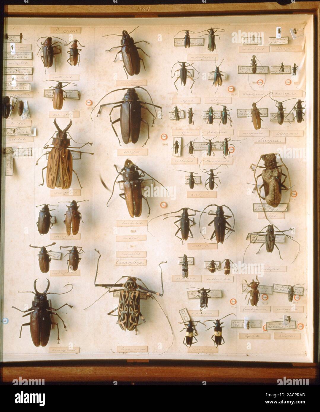 Beetles. A selection of beetles from the collections of Sir Joseph ...