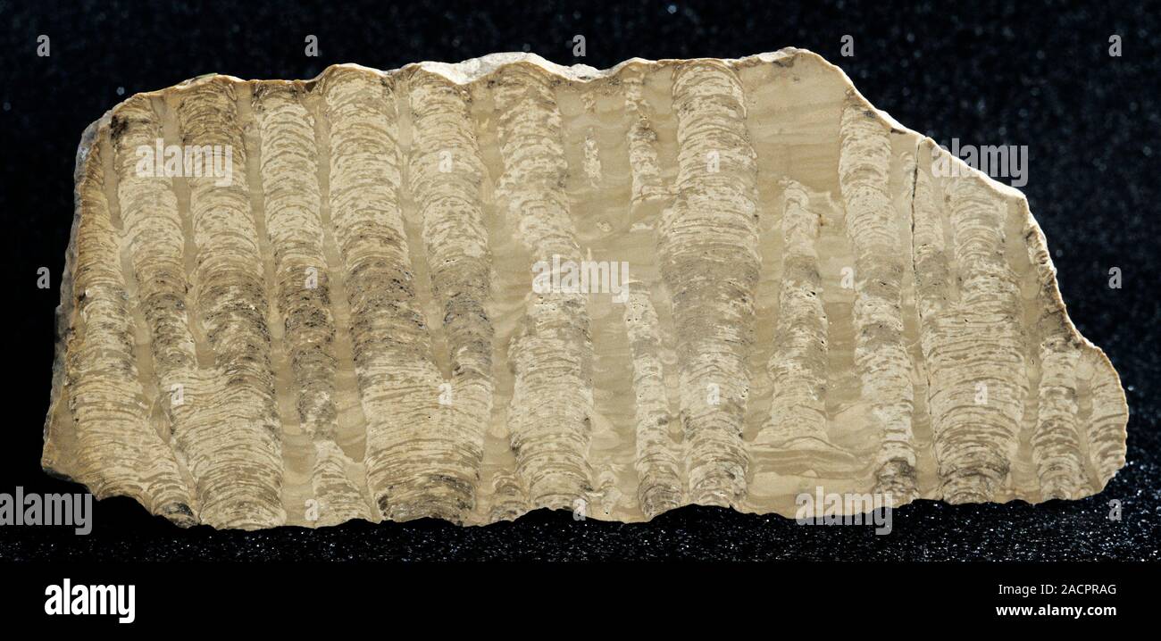 Stromatolite. Section through a stromatolite, the fossilised remains of ...