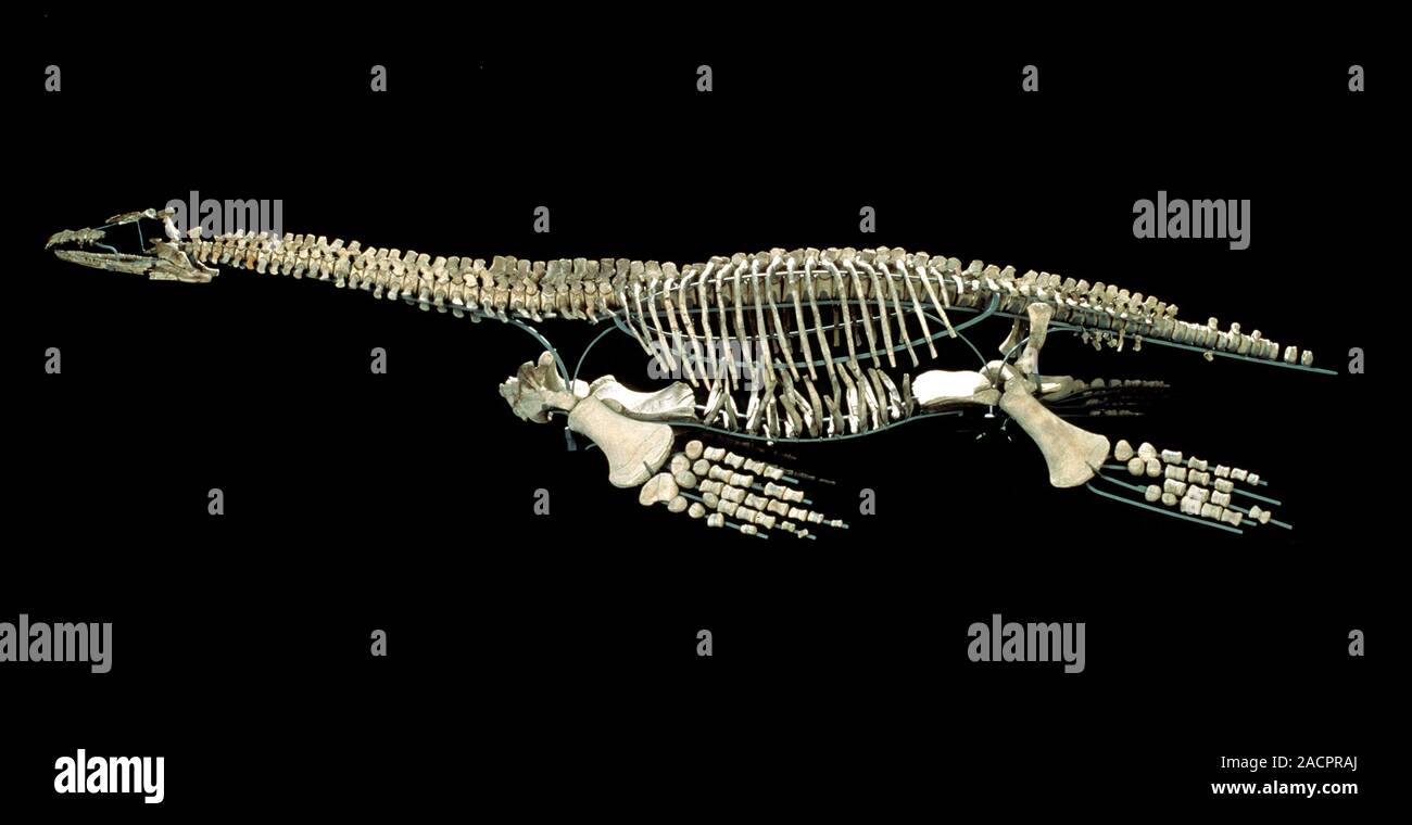 Plesiosaur. Fossil reconstruction of Cryptoclidus eurymerus Plesiosaur ...