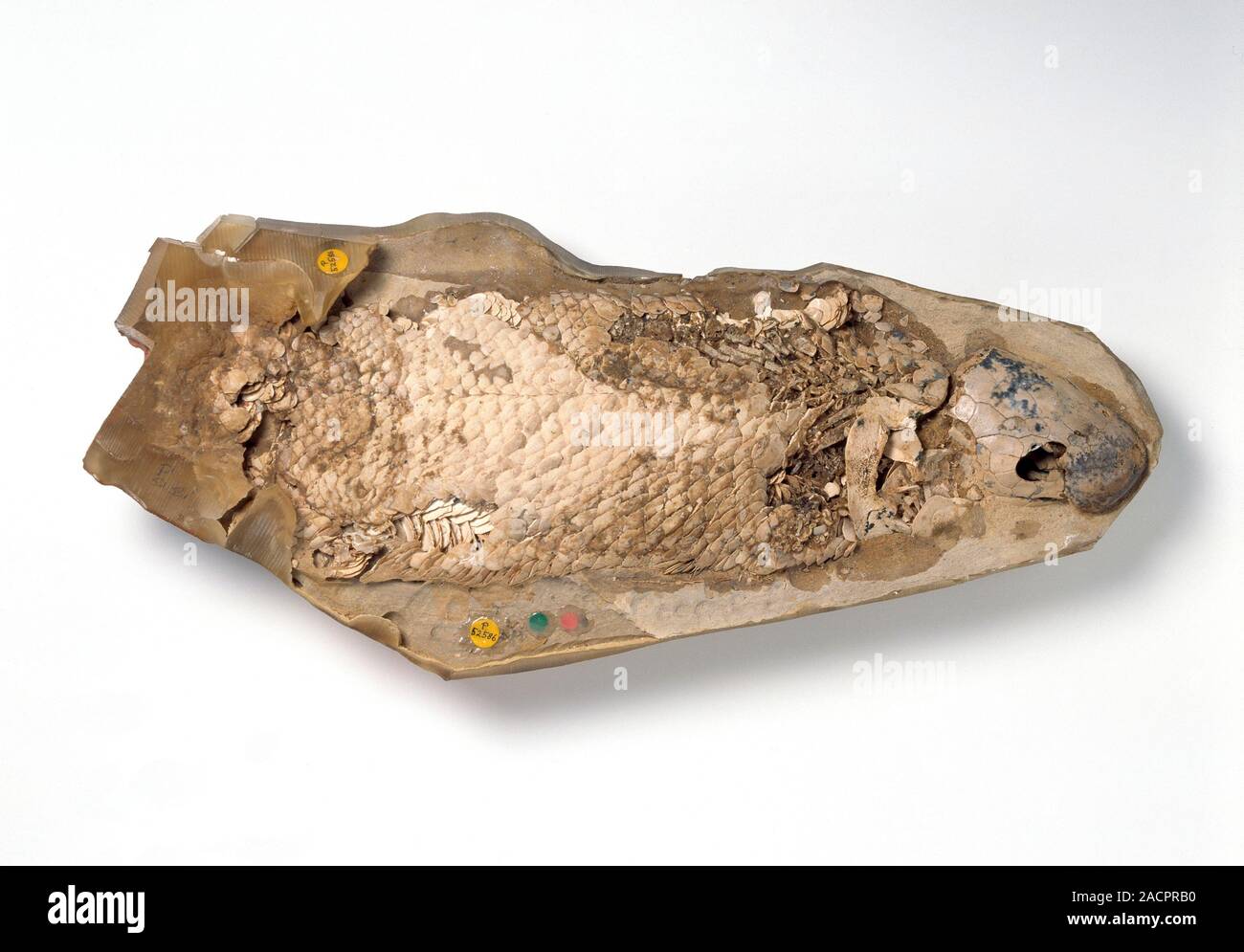 Fossil lobe-finned fish (Chirodipterus australis). 374 million year old ...