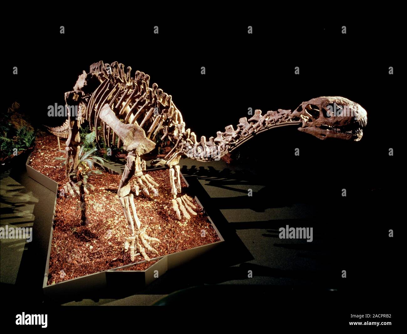 Shunosaurus. dinosaur skeleton Shunosaurus was a large herbivorous ...