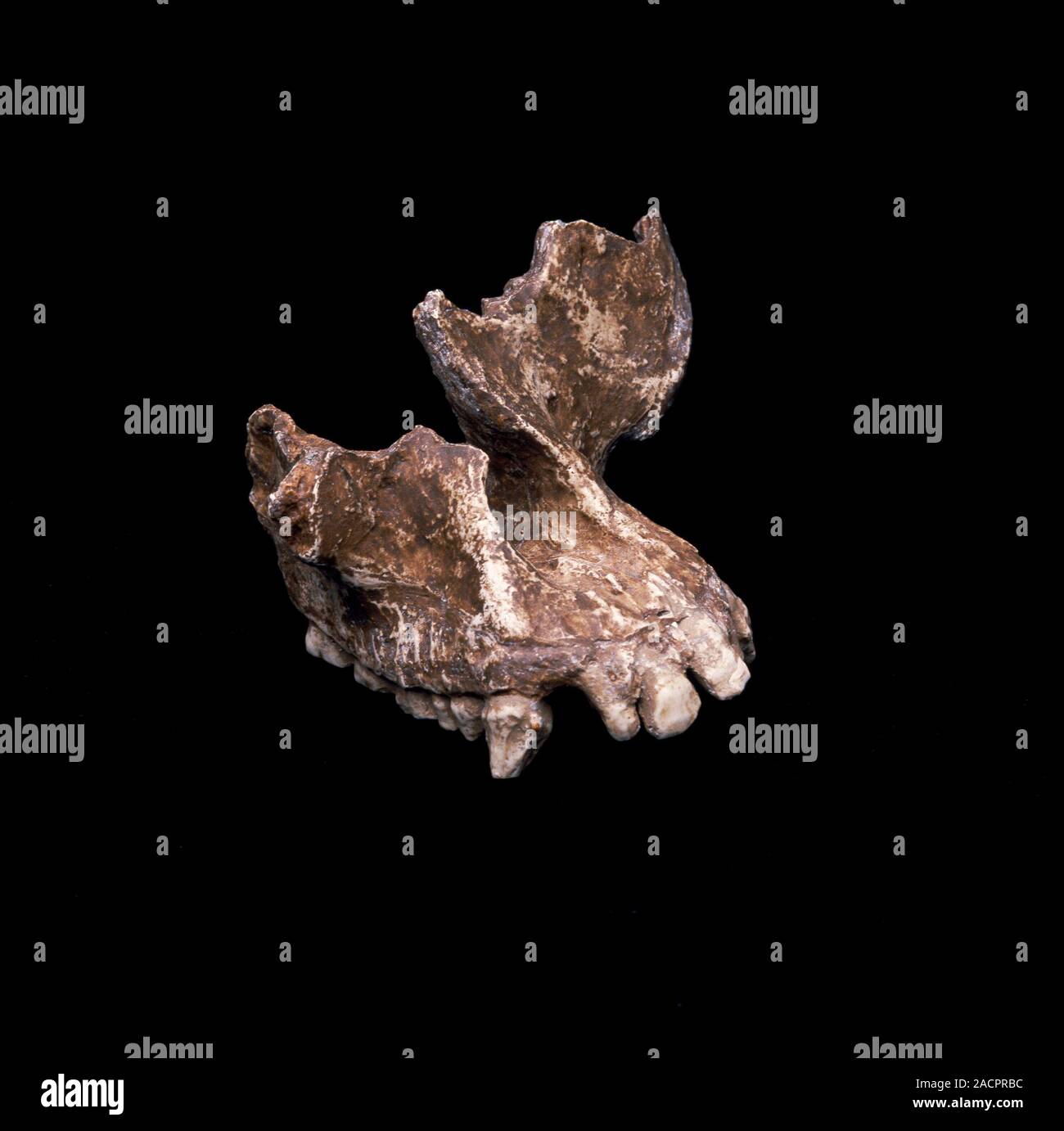 Hominoid (Sivapithecus meteai) cranial fragment. A lower fragment of the cranium showing the ...