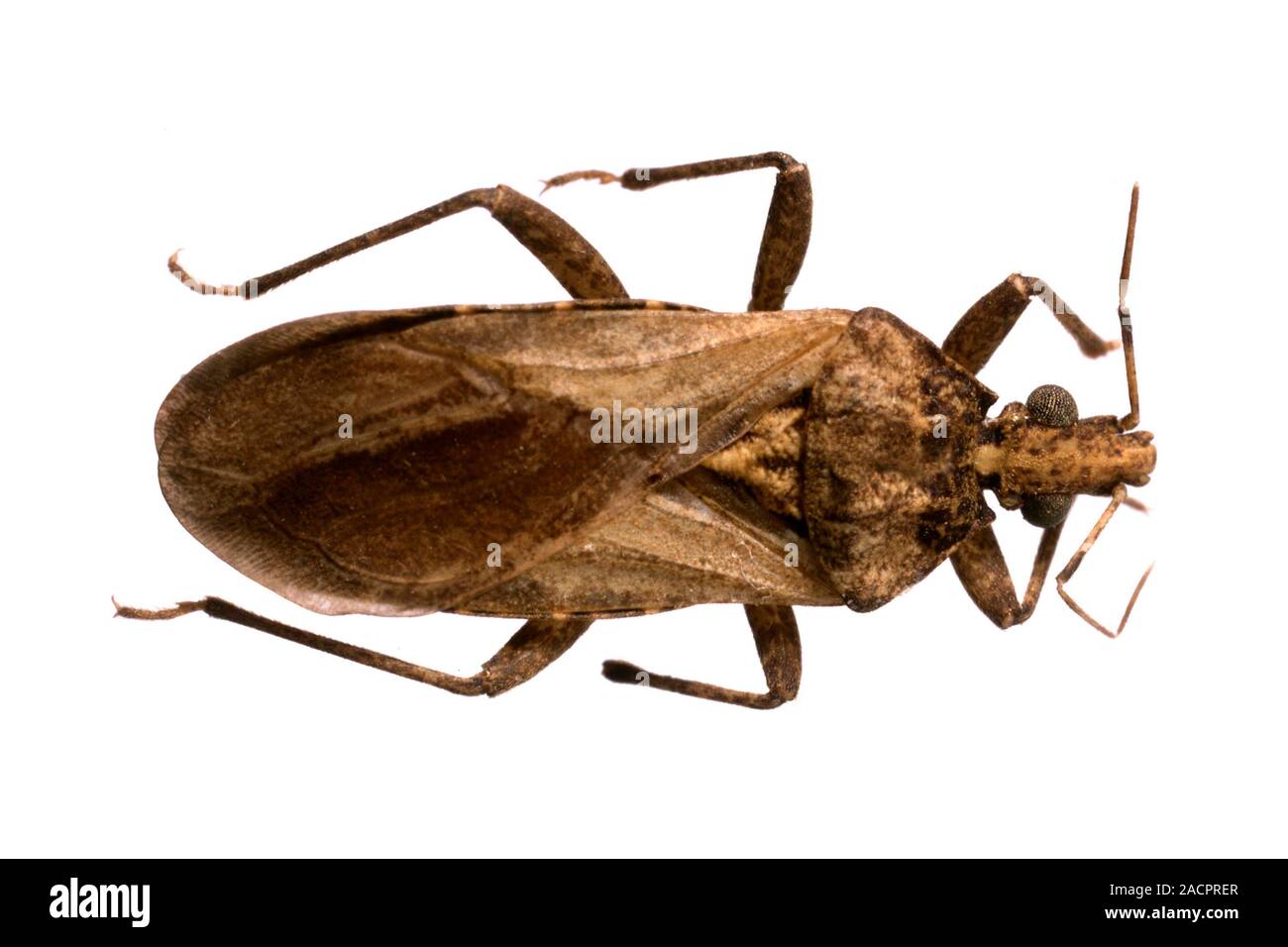 Triatomine bug (Psammolestes tertius). This South American blood ...