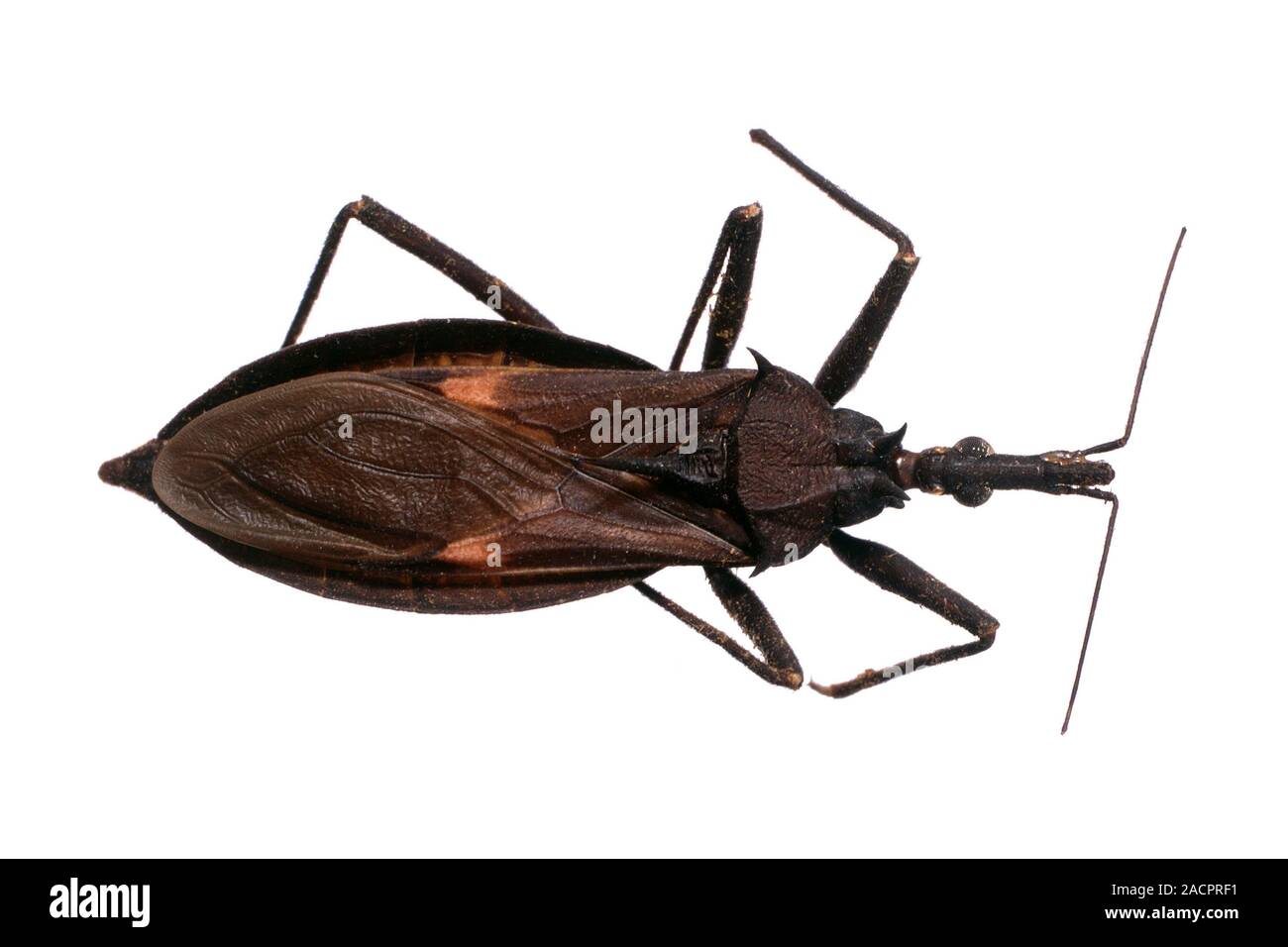 Triatomine bug (Eratyrus mucronatus). This South American blood-sucking ...