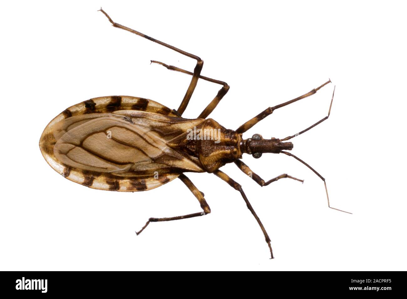 Triatomine bug (Triatoma brasiliensis). This South American blood ...