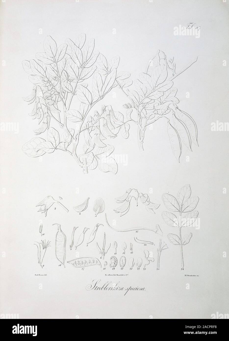 Streblorrhiza speciosa. Lithograph by M. Fahrmbacher, based on a sketch ...