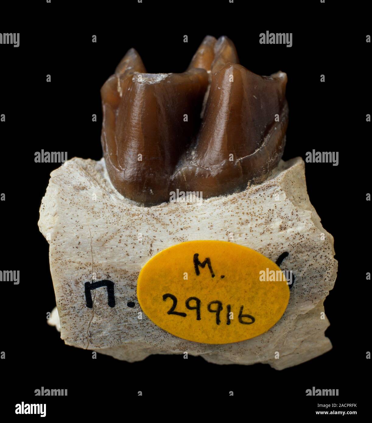 Fossil horse teeth. Fossilised lower cheek teeth of the extinct horse ...