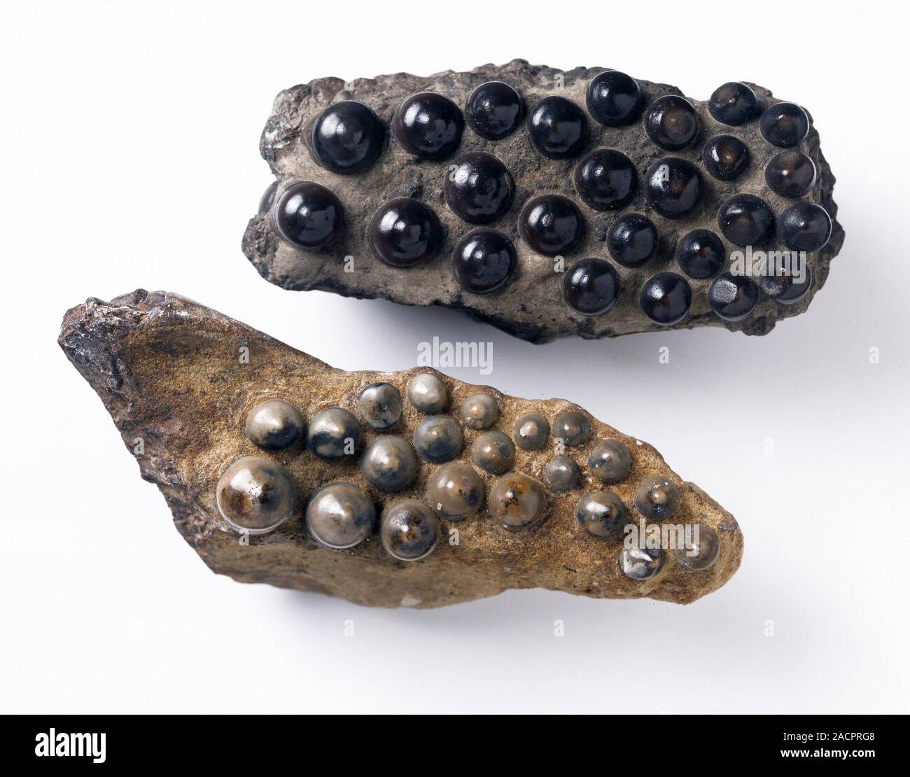 Fossil fish teeth. Specimen of the fossilised button-like teeth of the ...