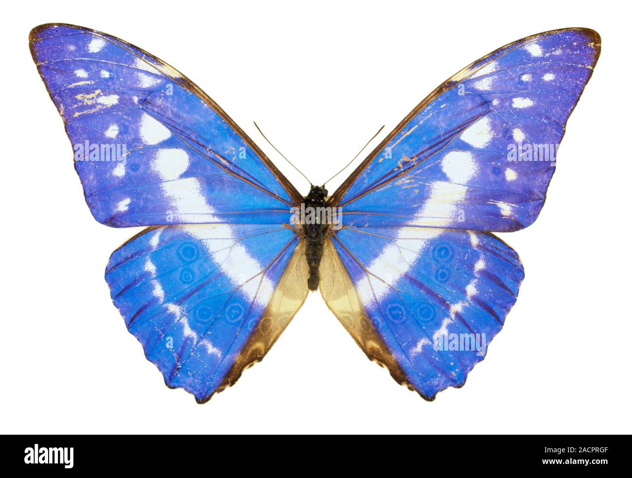 Blue morpho butterfly (Morpho cypris). This butterfly is from Central America Stock Photo - Alamy