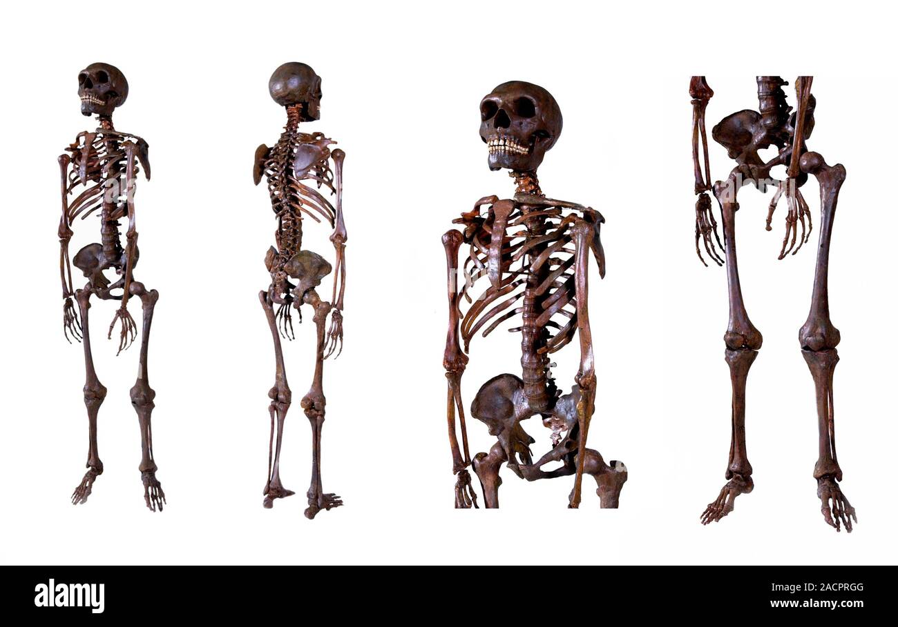 Neandertal skeleton. Life size model of a male Neanderthal (Homo ...