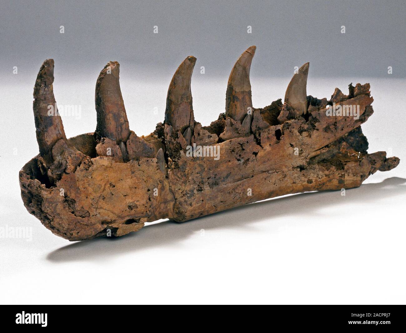 Megalosaurus jaw. Fragment of a lower jaw from the carnivorous dinosaur ...