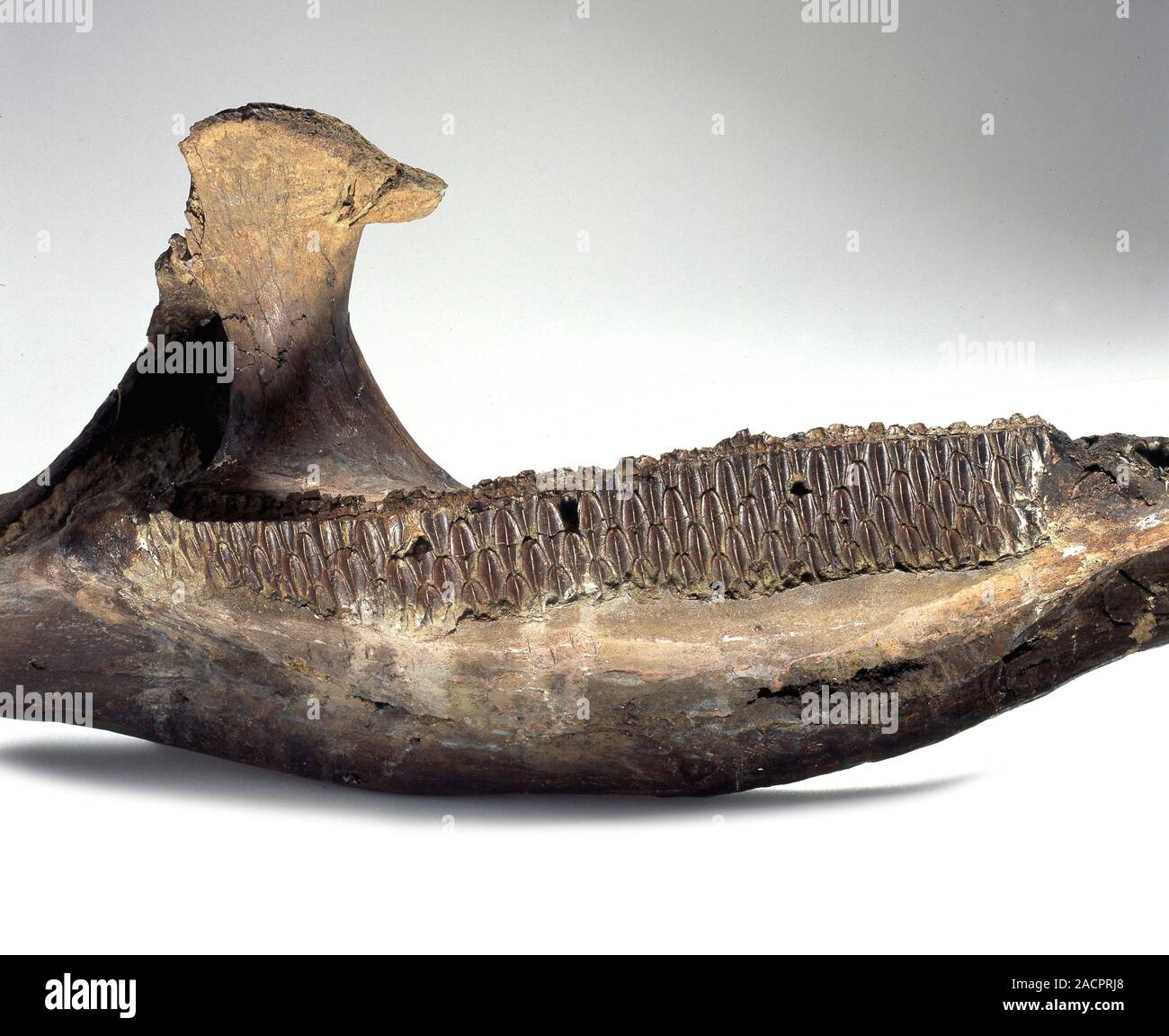 Edmontosaurus jaw. Fossilised jaw from a Edmonotosaurus dinosaur ...
