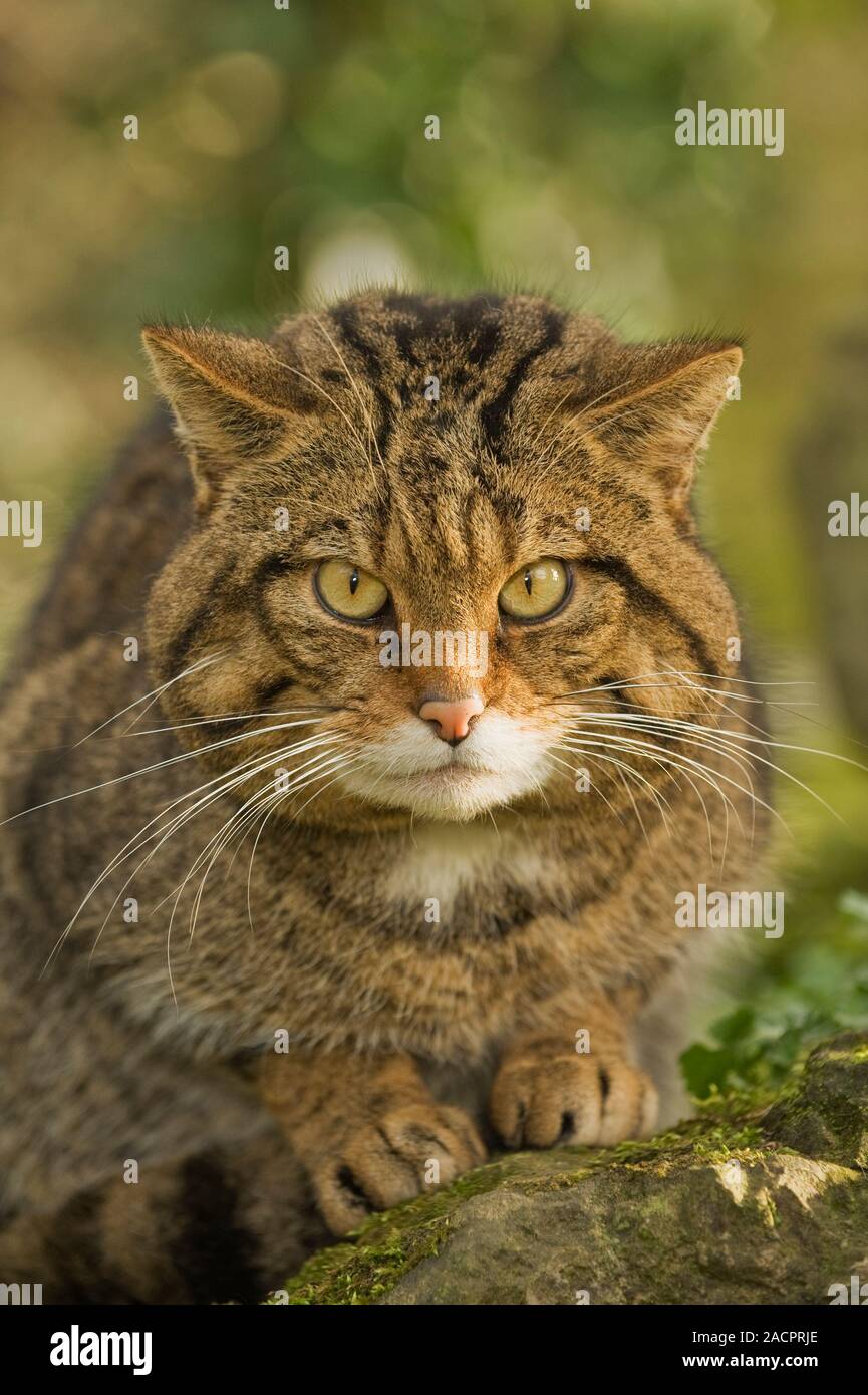 Scottish wildcat (Felis silvestris grampia). Female. Captive Port ...