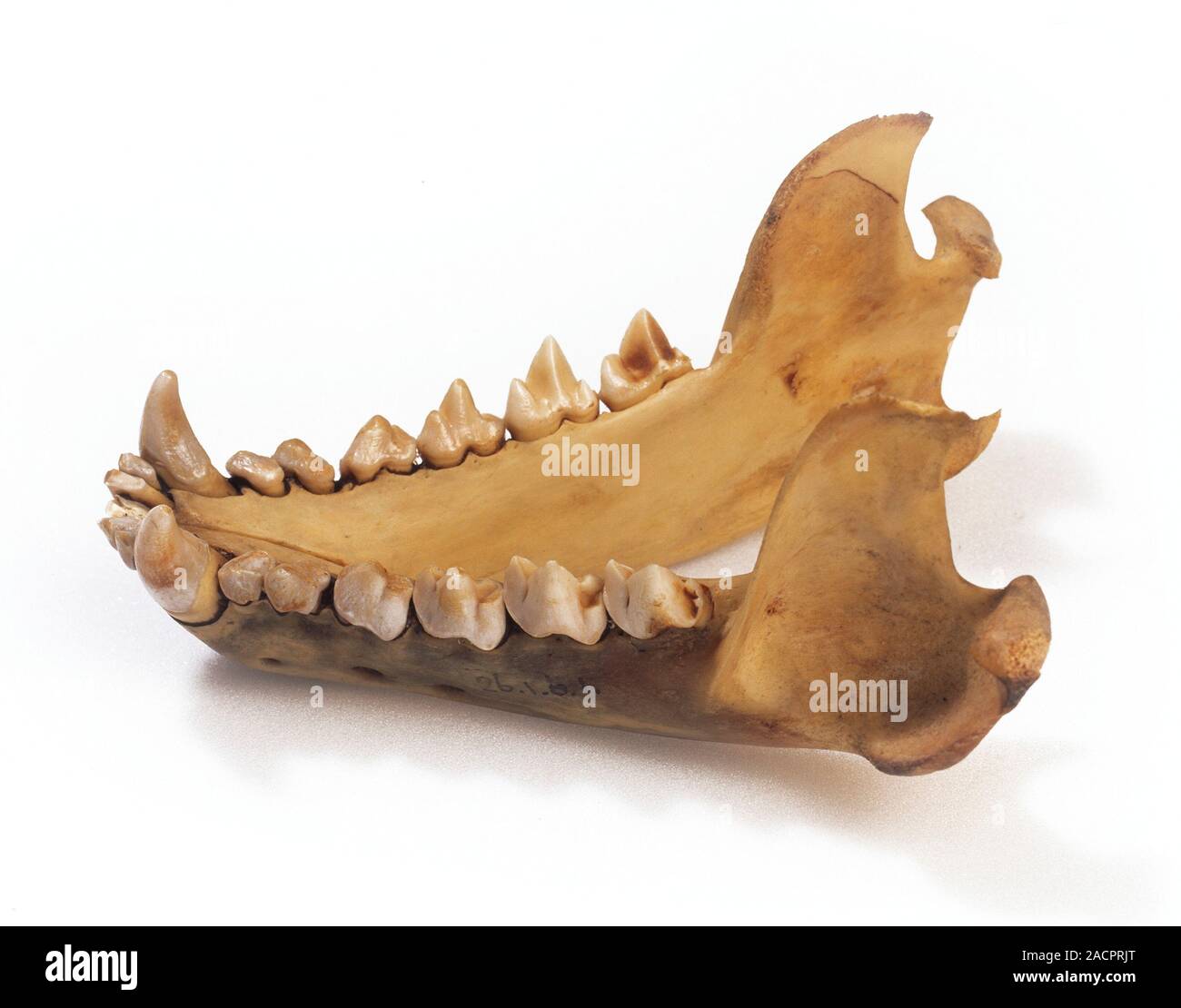 Tasmanian devil (Sarcophilus laniarius) lower jaw. From the collections ...