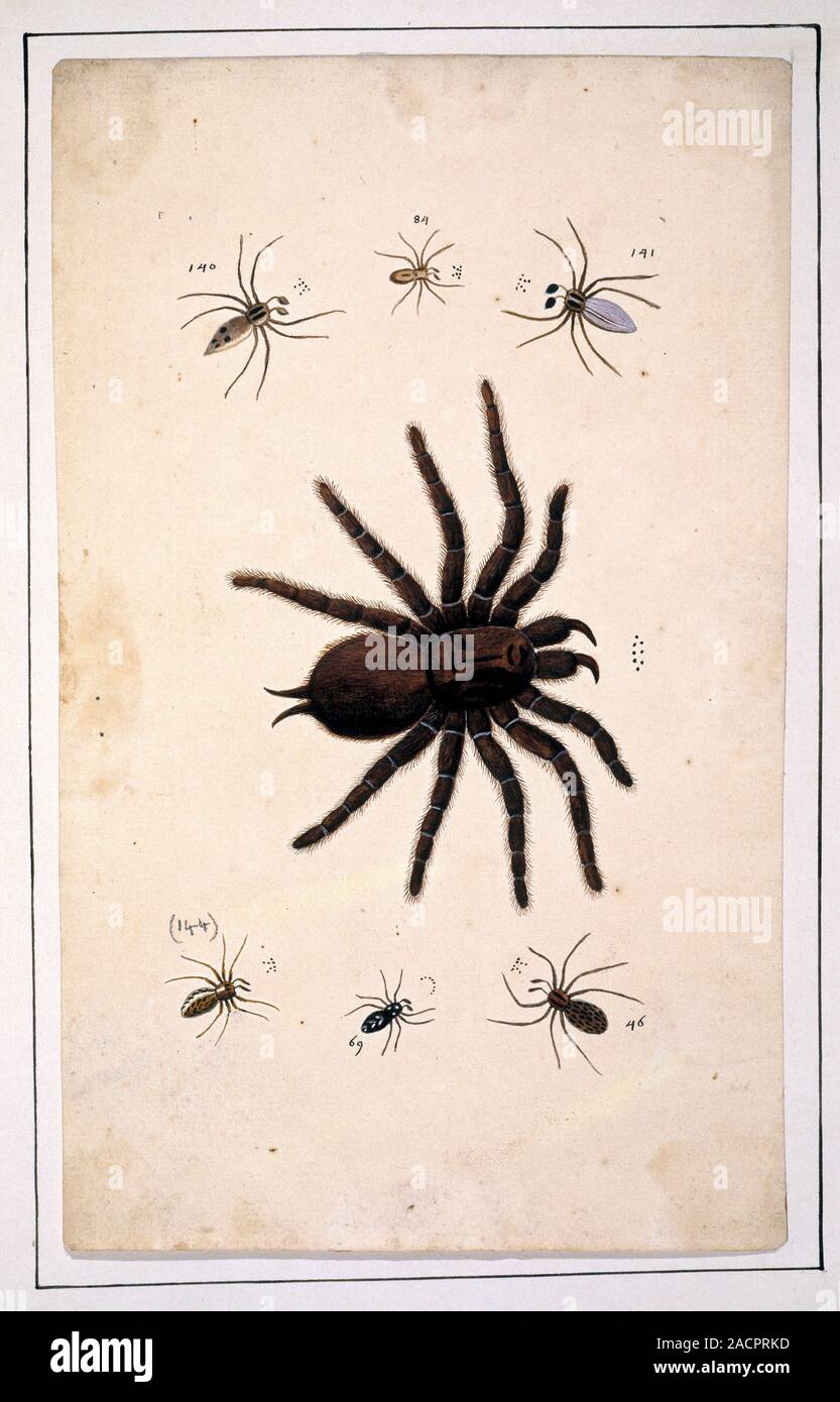Spiders, 18th century artwork. Watercolour drawing of spiders prepared ...