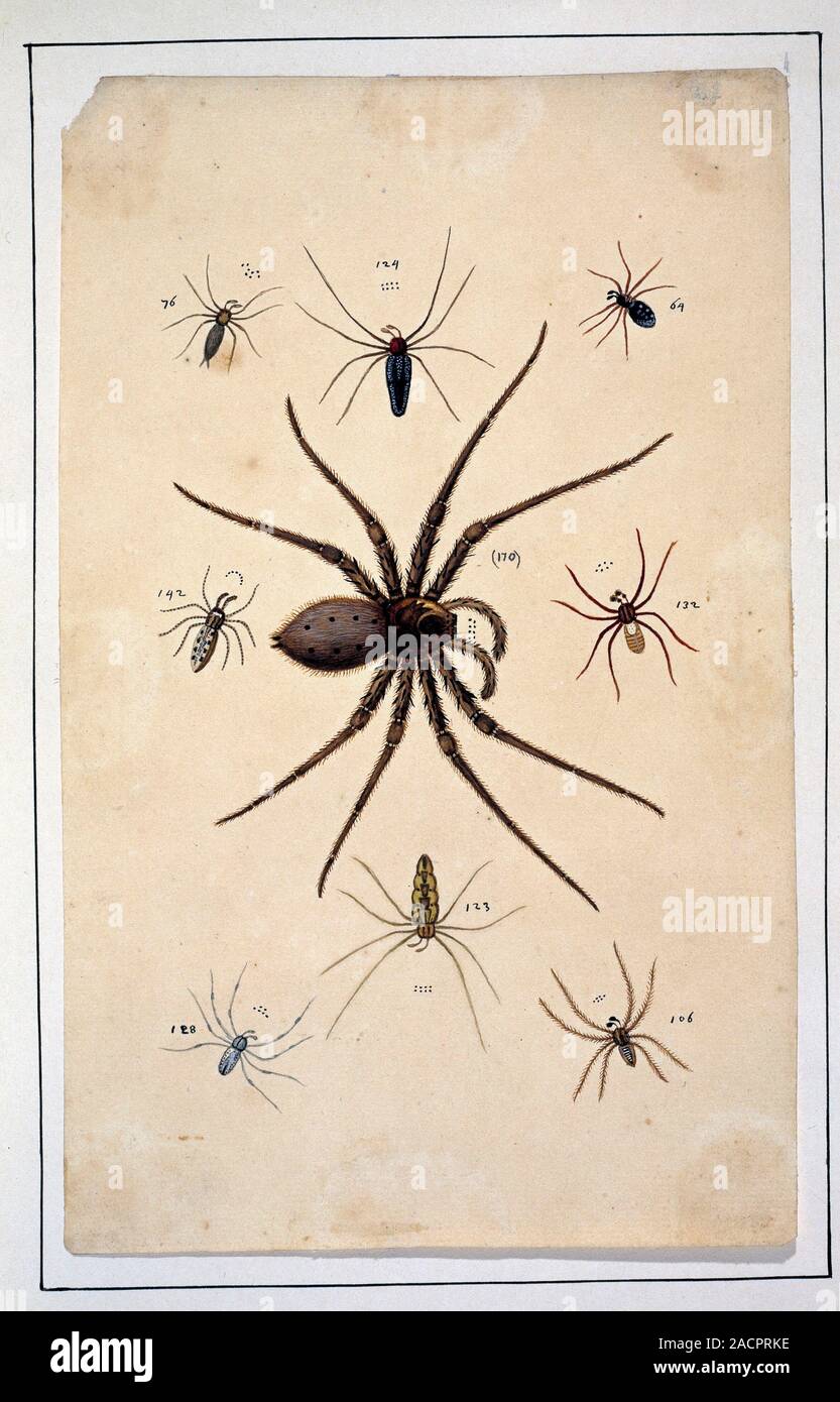 Spiders, 18th century artwork. Watercolour drawing of spiders prepared ...