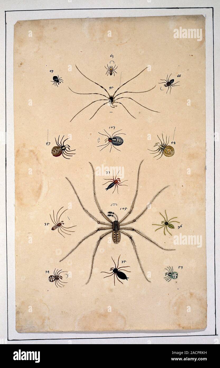 Spiders, 18th century artwork. Watercolour drawing of spiders prepared ...