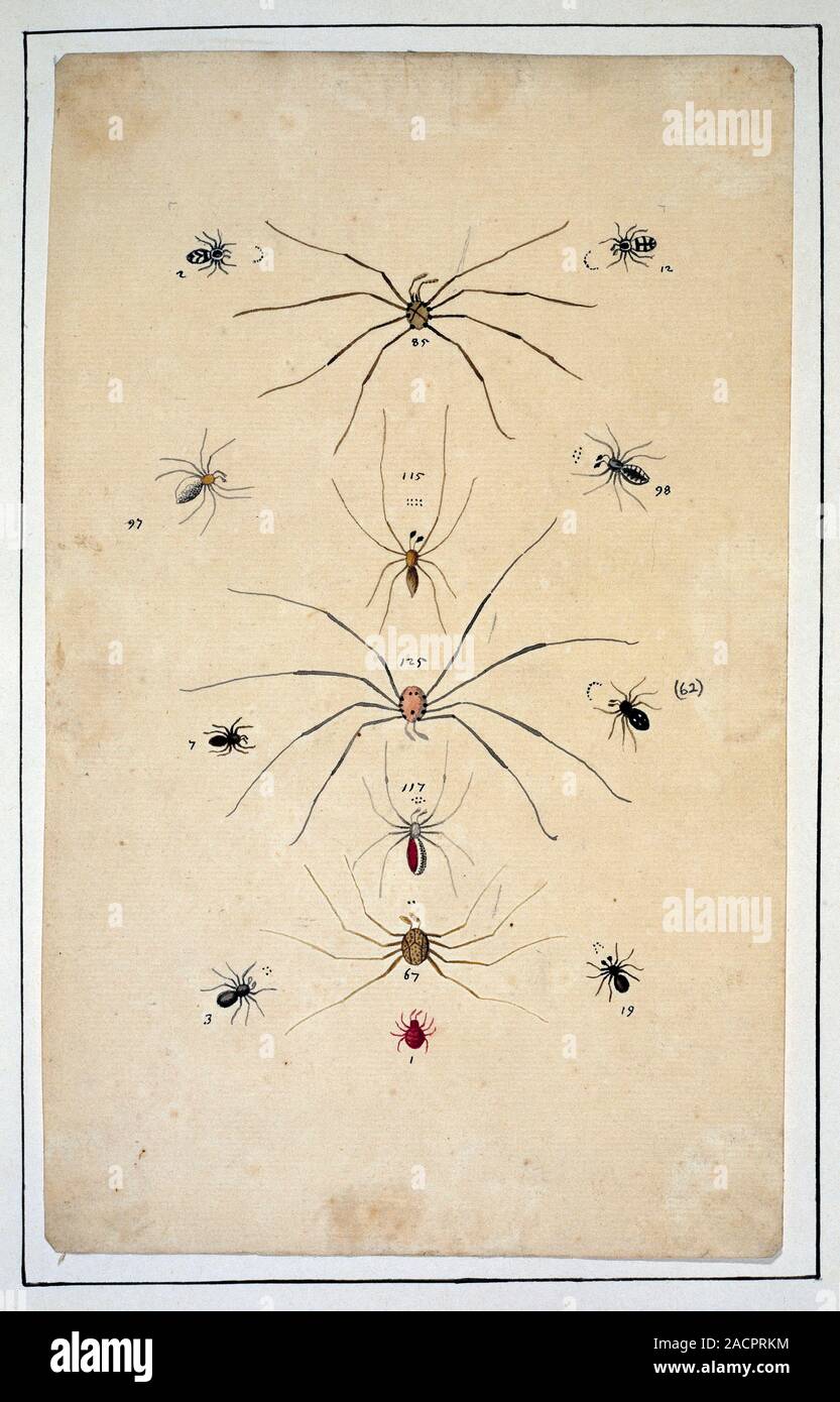 Spiders, 18th century artwork. Watercolour drawing of spiders prepared ...