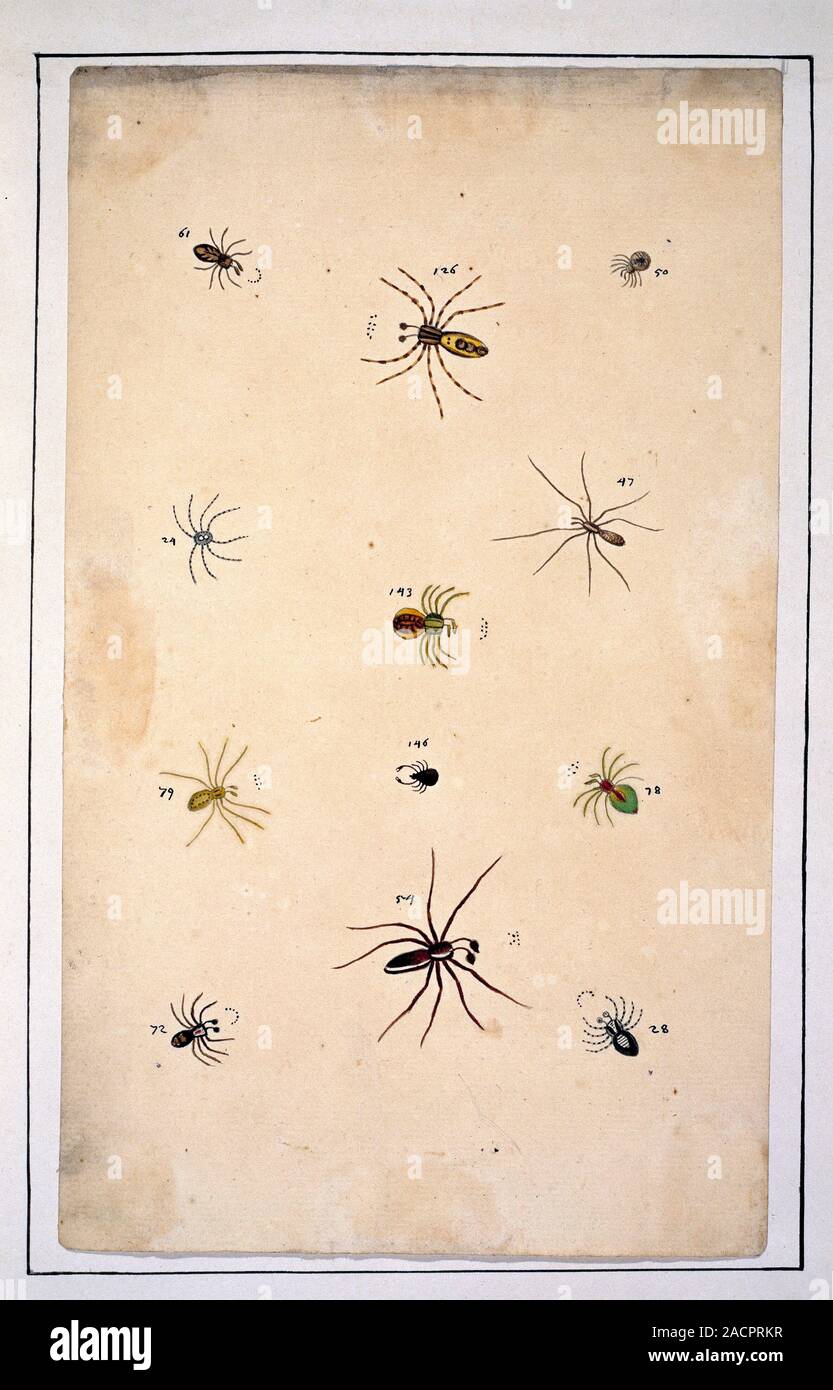 Spiders, 18th century artwork. Watercolour drawing of spiders prepared ...