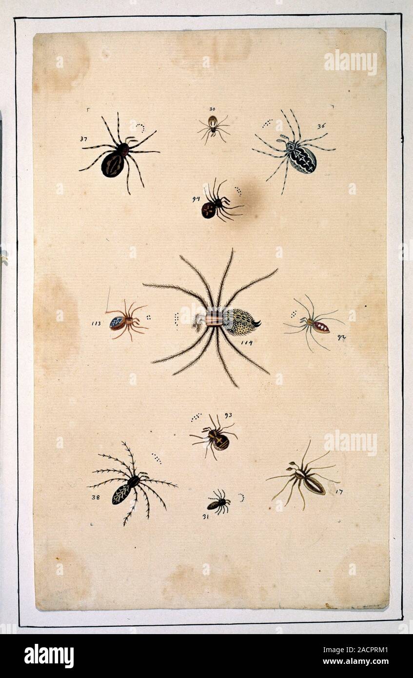 Spiders, 18th century artwork. Watercolour drawing of spiders prepared ...