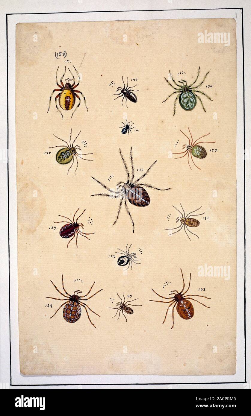 Spiders, 18th century artwork. Watercolour drawing of spiders prepared ...