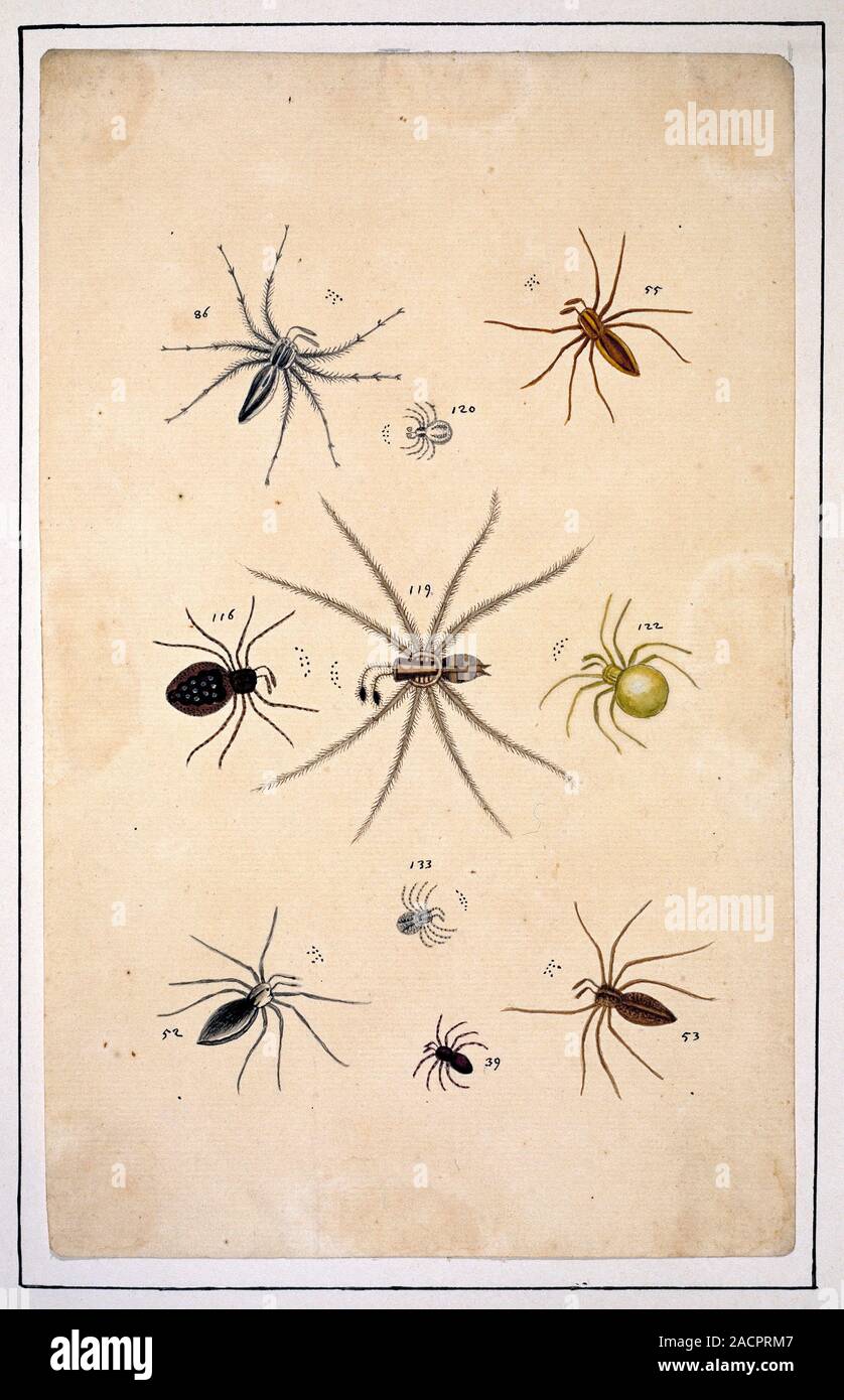 Spiders, 18th century artwork. Watercolour drawing of spiders prepared ...