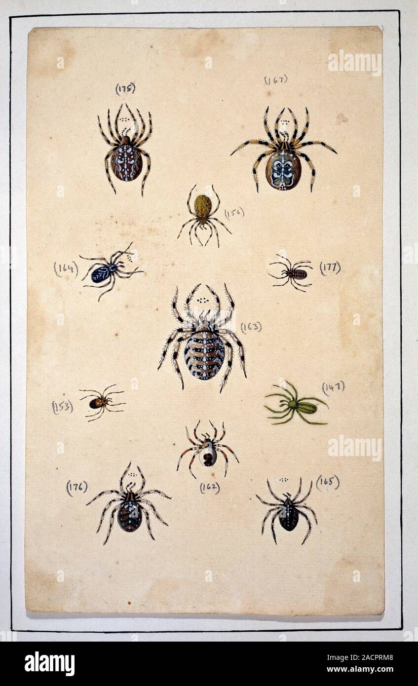 Spiders, 18th century artwork. Watercolour drawing of spiders prepared ...