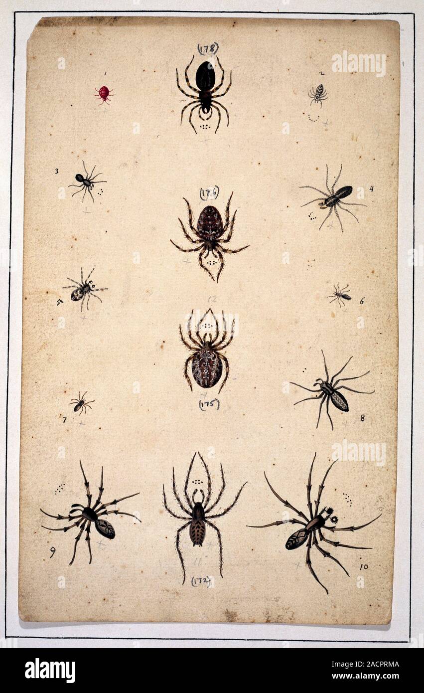 Spiders, 18th century artwork. Watercolour drawing of spiders prepared ...