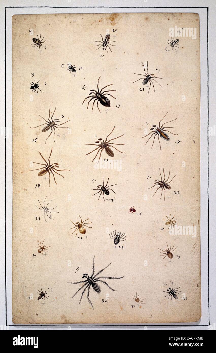 Spiders, 18th century artwork. Watercolour drawing of spiders prepared ...