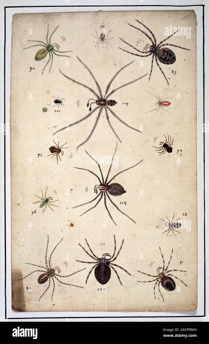 Spiders, 18th century artwork. Watercolour drawing of spiders prepared ...