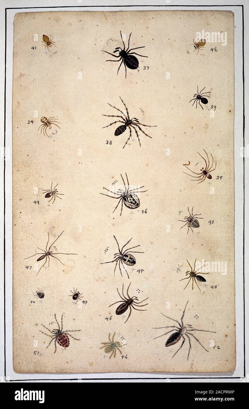 Spiders, 18th century artwork. Watercolour drawing of spiders prepared ...