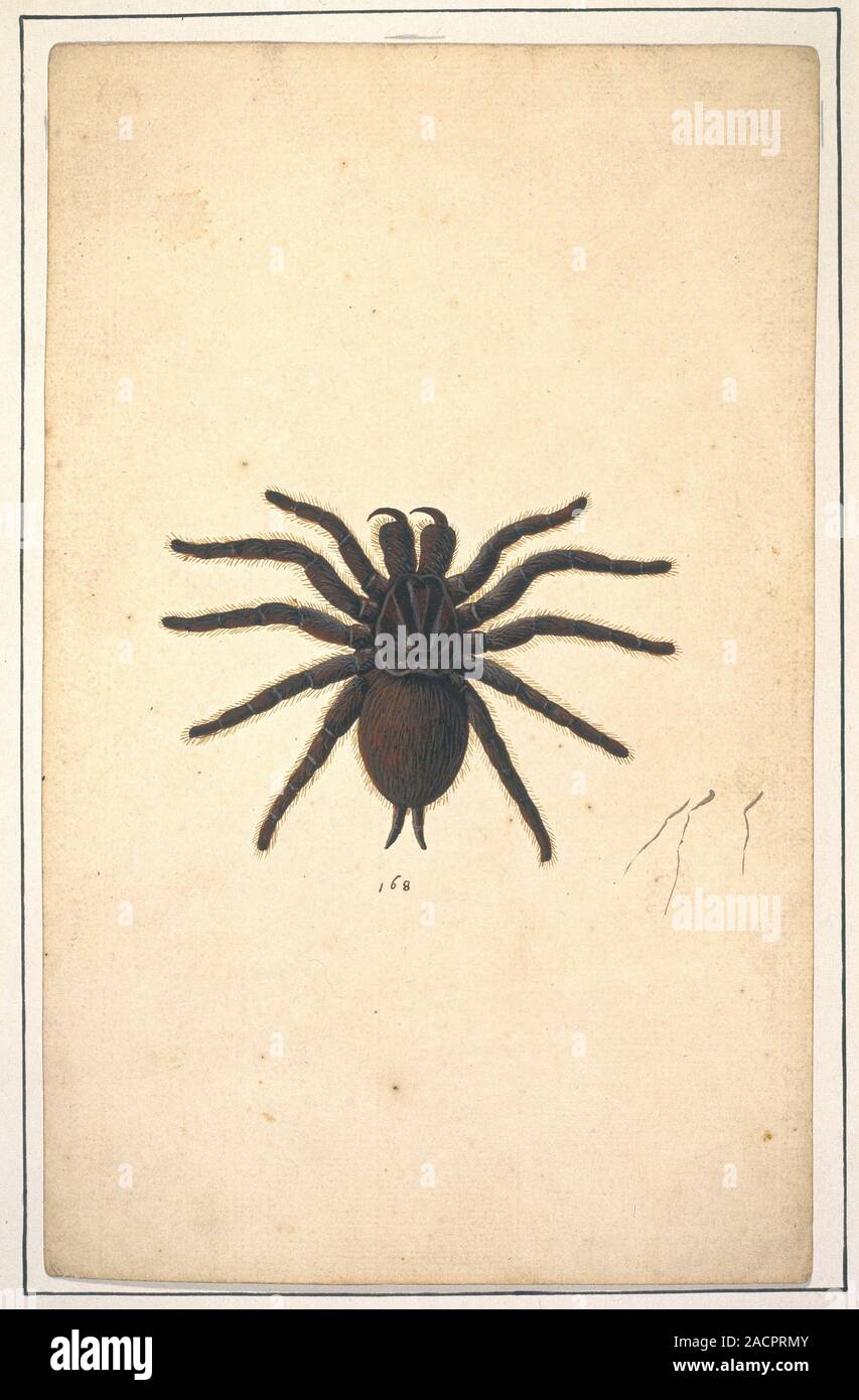 Spiders, 18th century artwork. Watercolour drawing of spiders prepared ...