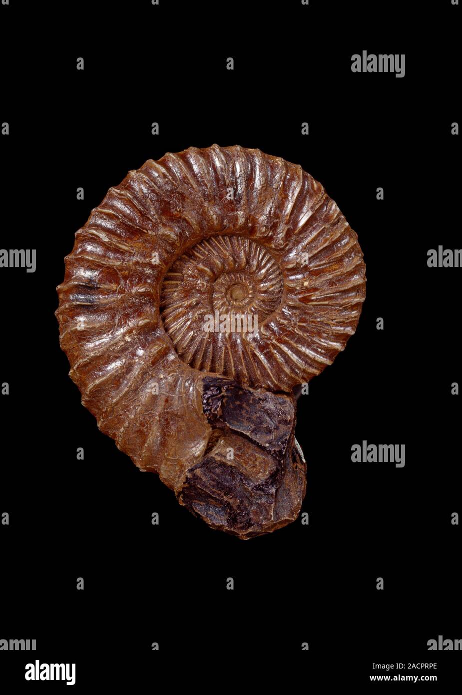 Ammonite (Aulacostephanus autissiodorensis) fossil. This is an Upper ...