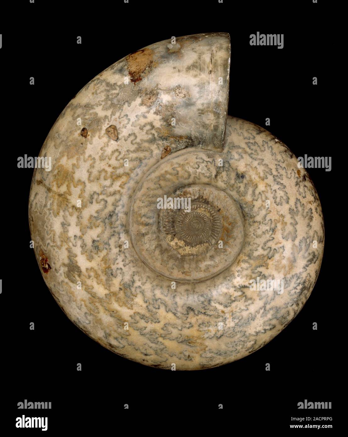 Ammonite (Parkinsonia dorsetensis) fossil. This ammonite has an evolute ...