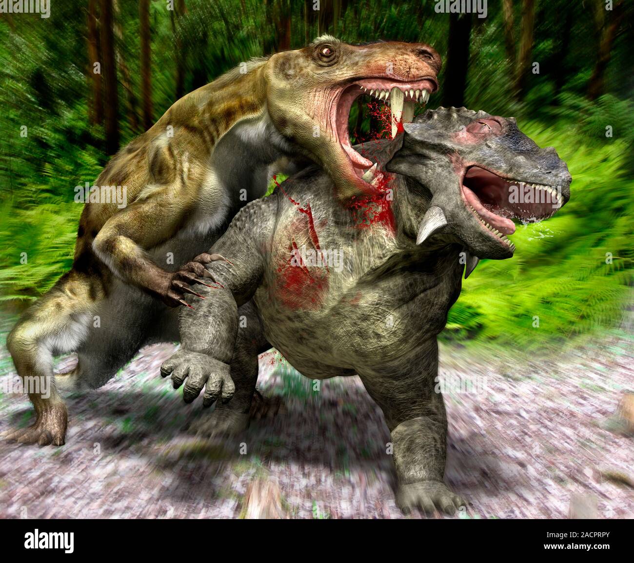 Gorgonopsian reptile attack. Artwork of a mammal-like reptile attacking ...