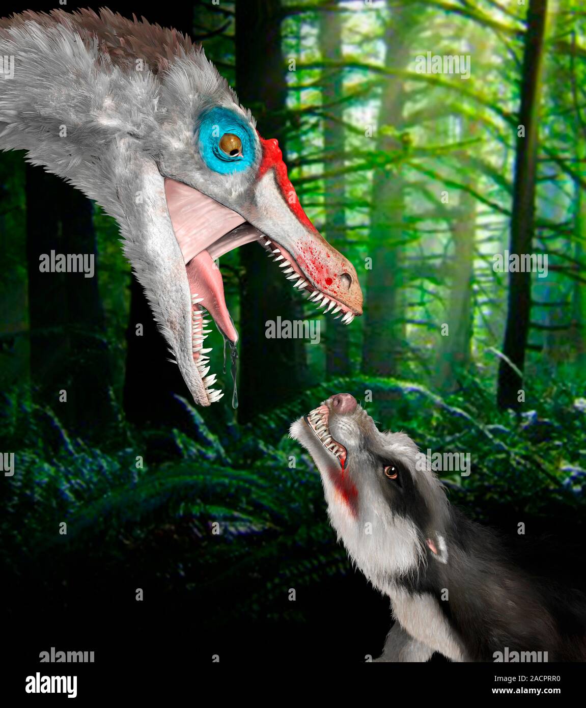 Dinosaur and early mammal. Artwork of a feathered bird-like dinosaur ...