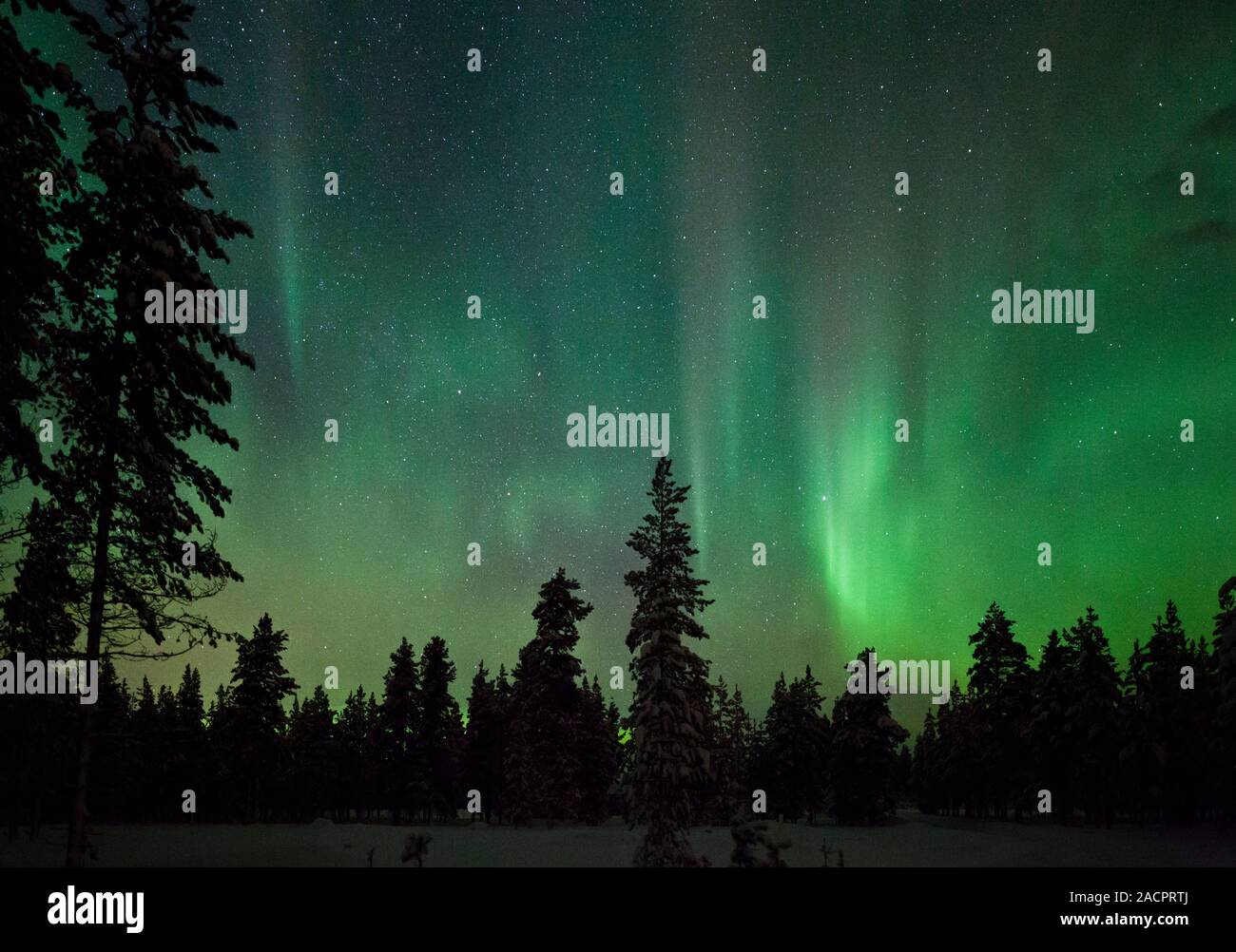 Auroral display over trees. Aurora borealis (northern lights) over pine ...