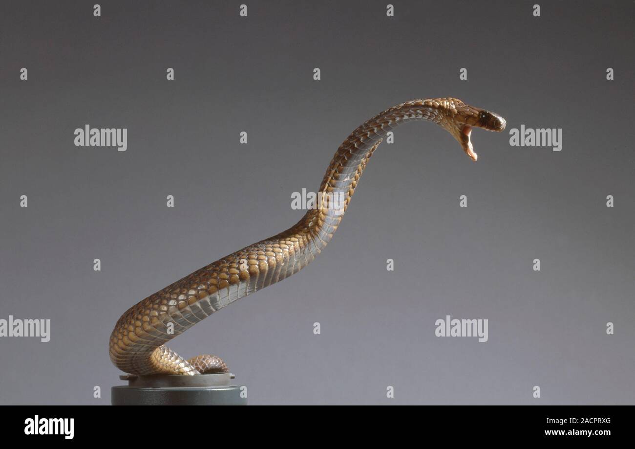 Egyptian cobra (Naja haje haje). Specimen of an Egyptian cobra emerging ...