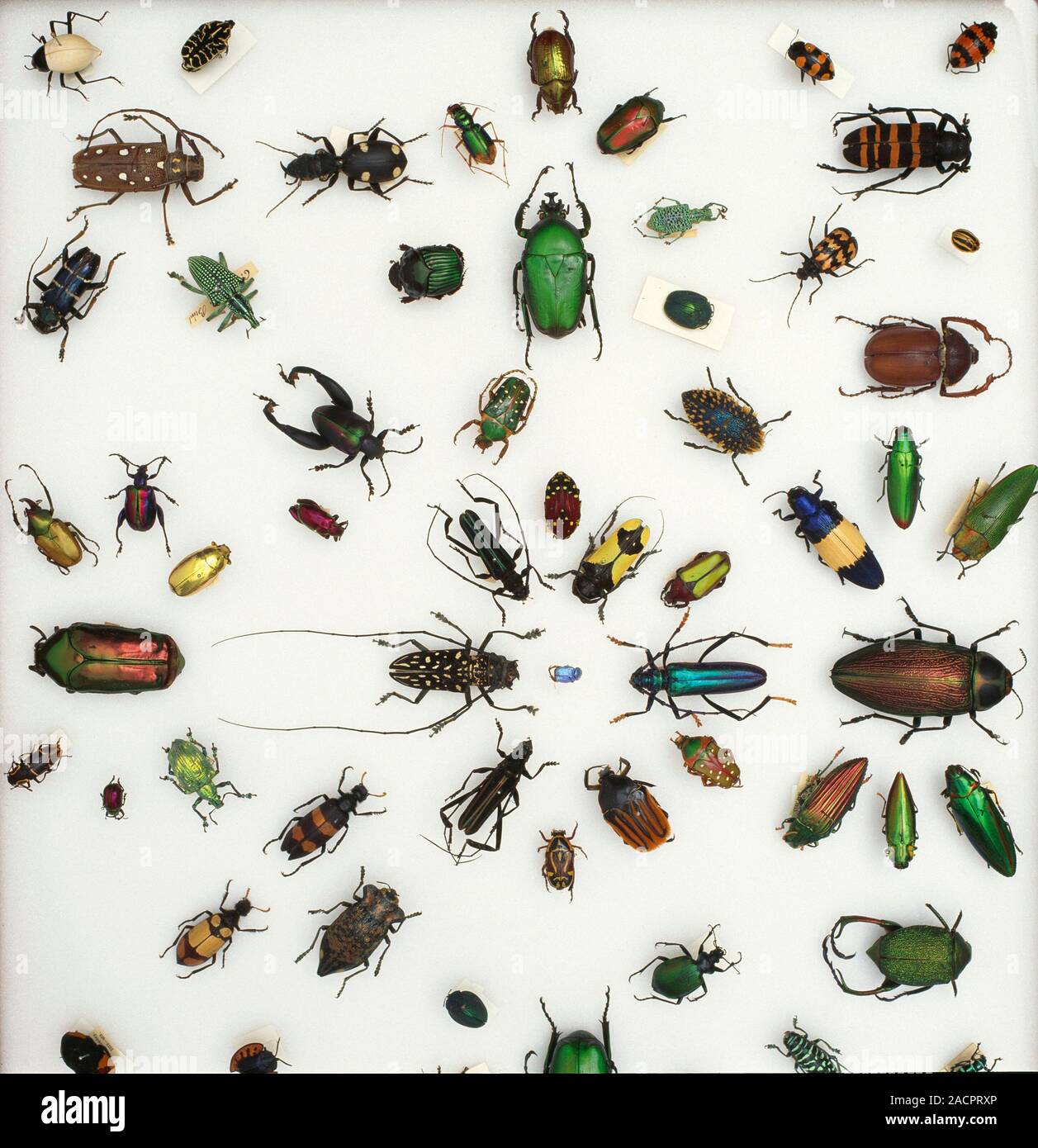 Various beetle specimens. Display case showing the diversity of beetles ...
