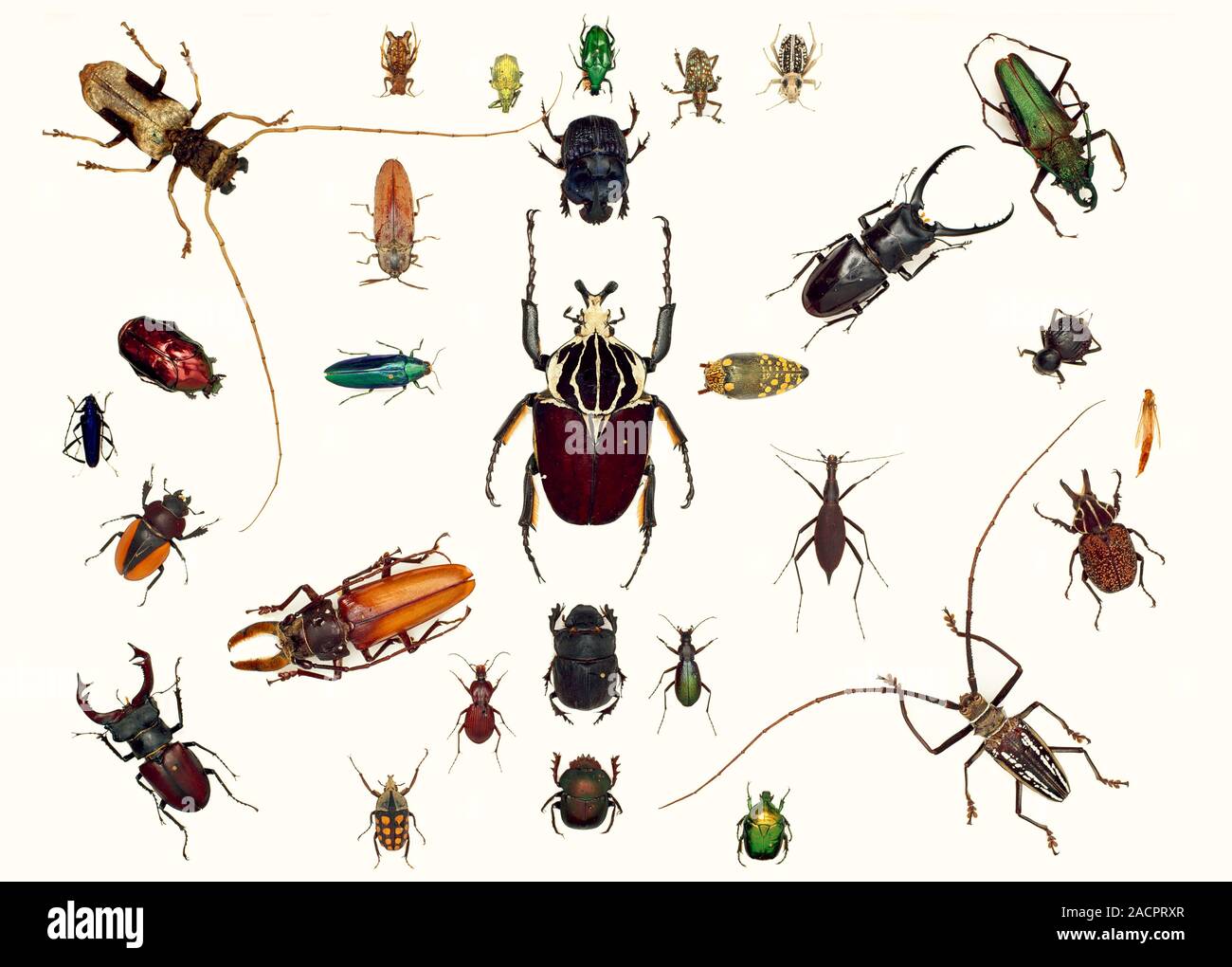 Various beetle specimens. Display case showing the diversity of beetles ...