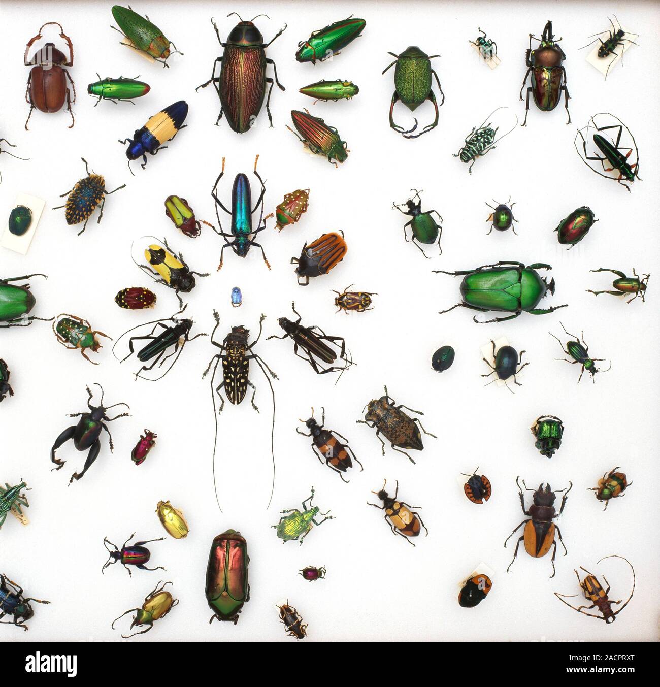 Various beetle specimens. Display case showing the diversity of beetles ...