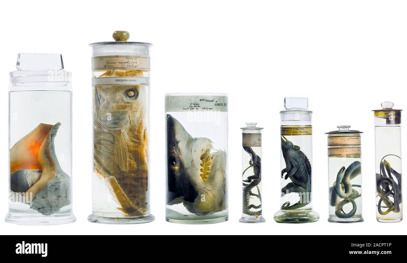 Variety of zoological specimens preserved in spirit jars held at the ...