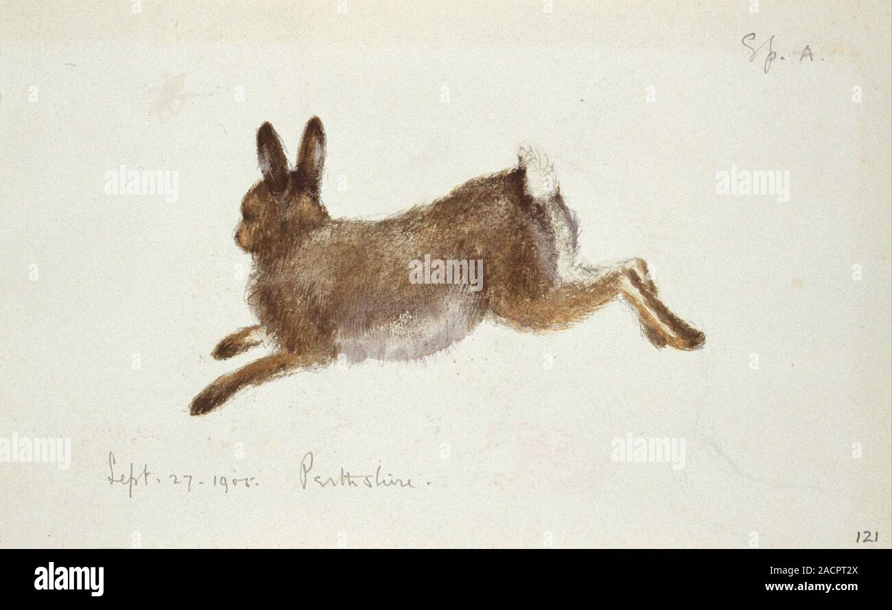 Arctic hare (Lepus timidus). Plate from a collection of pencil sketches ...