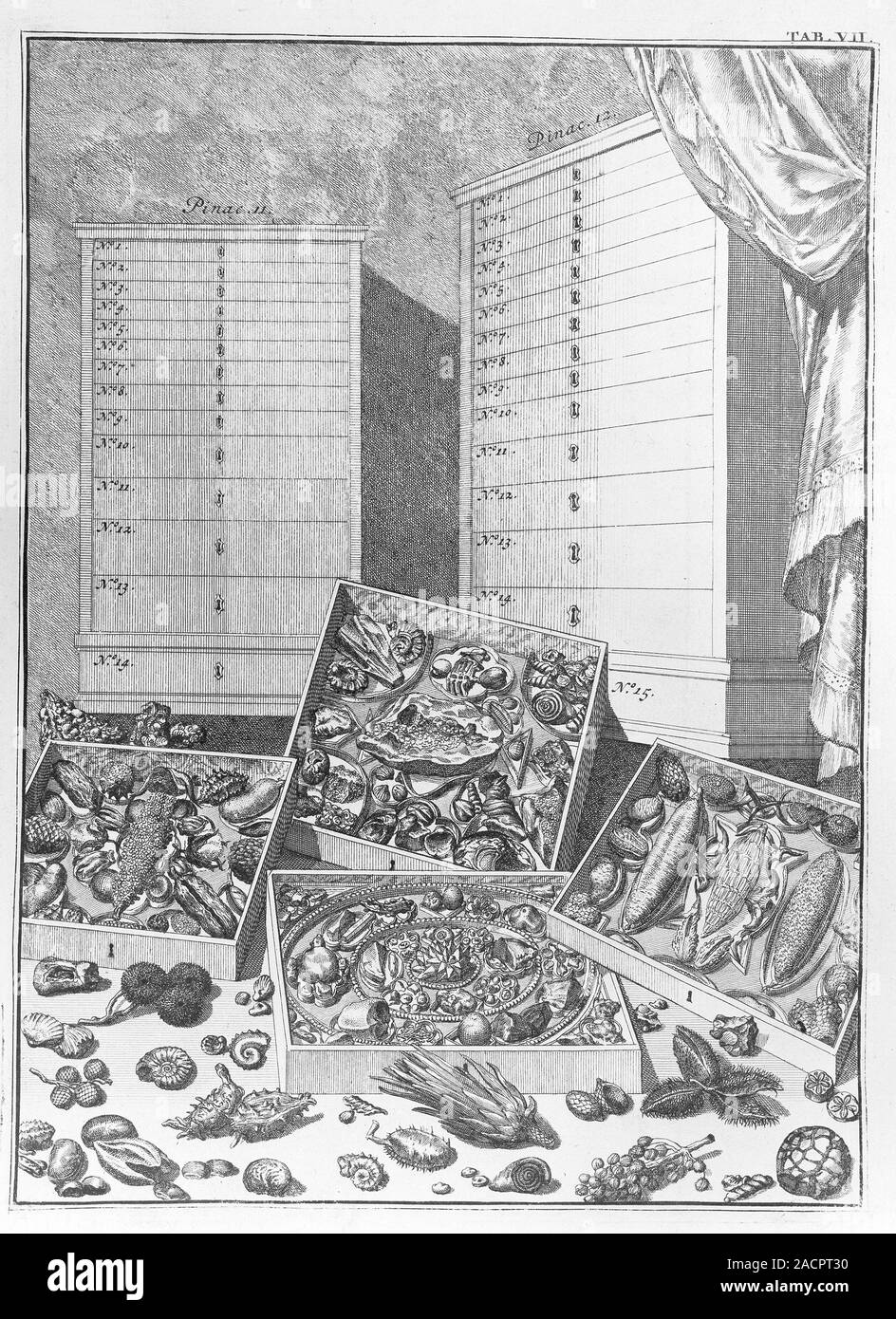 Natural history specimens, artwork. Plate VII from 'Theatre des ...