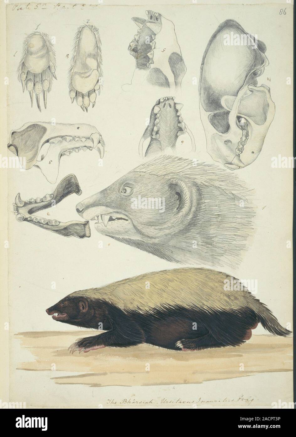 Honey badger (Mellivora capensis). Plate 86 from the collection of ...