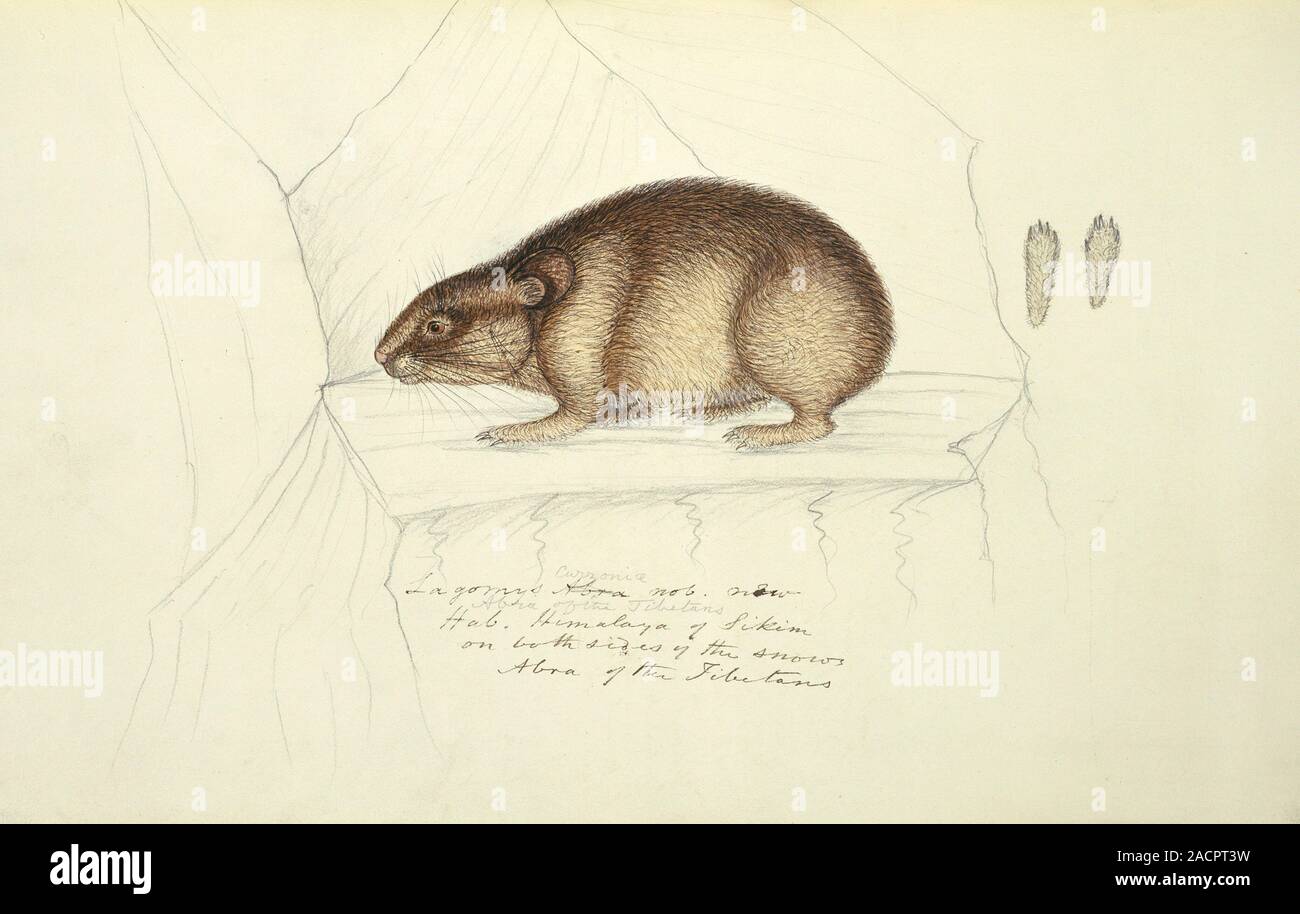 Black-lipped pika (Ochotona curzoniae) . Plate 119a from the collection ...