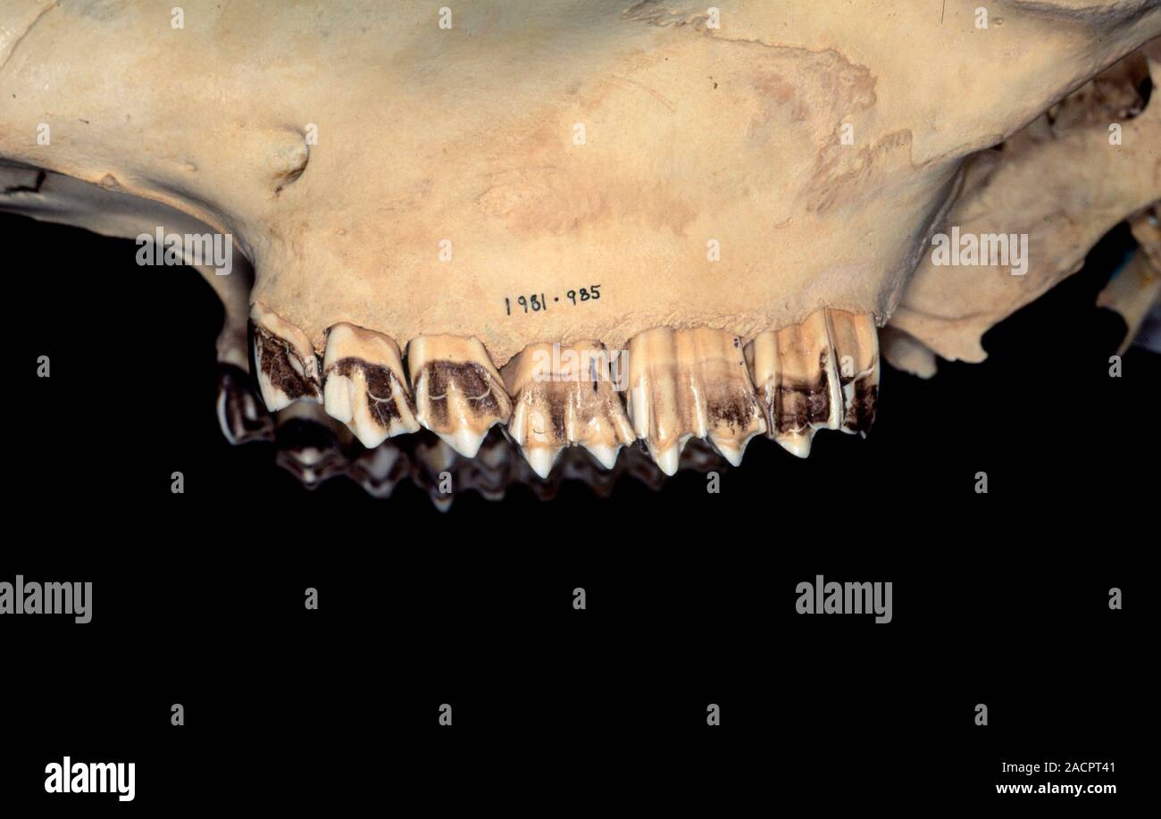 Jaw bone and teeth from a Chillingham cattle (Bos taurus). Specimen ...